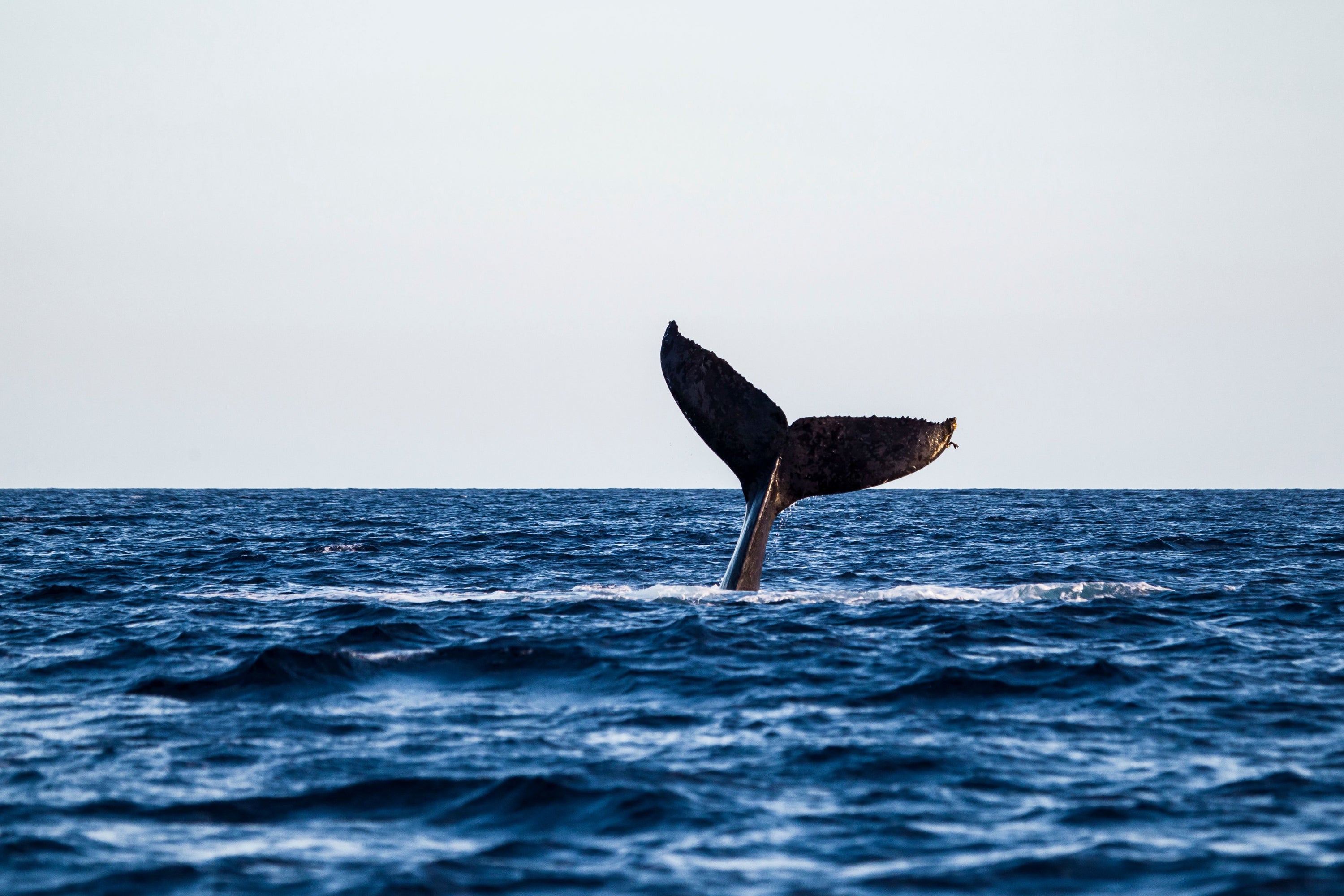 Giving back to Mother Nature with Sea... – NothingFishy